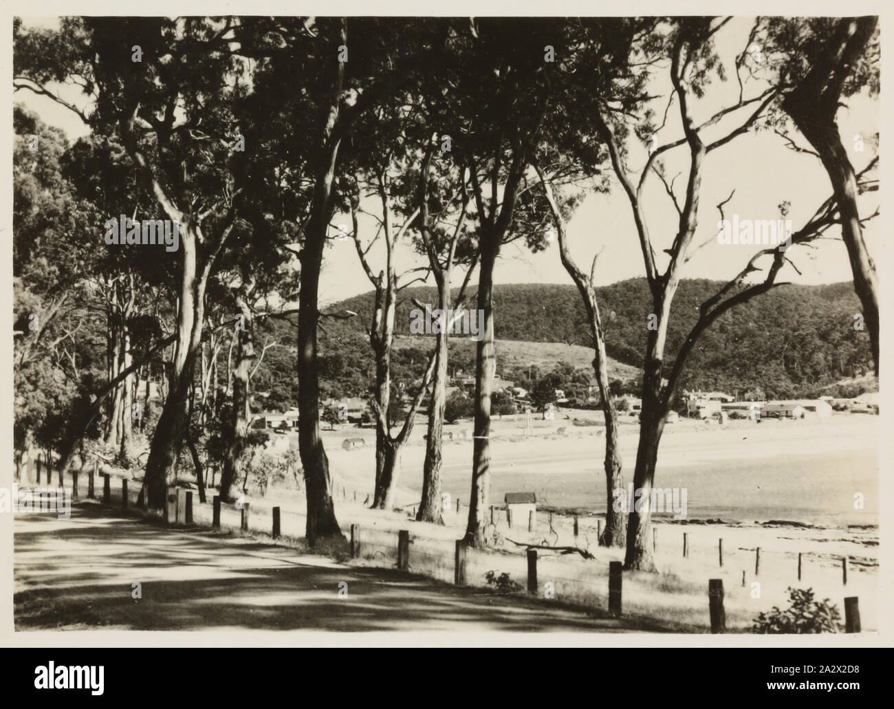 Photograph - Lorne Through the Gum Trees, Lorne, Victoria, circa 1920s ...