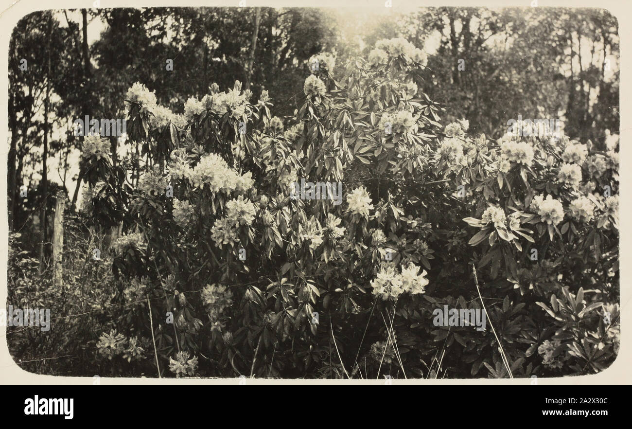 Black white photograph vegetation hi-res stock photography and images ...