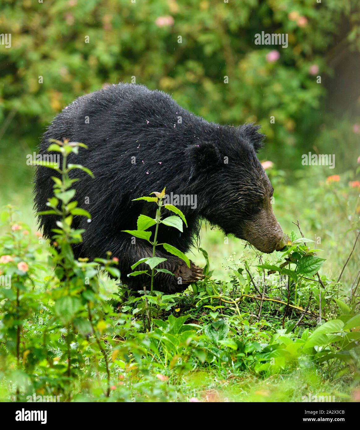 Big Sloth bear or Melursus ursinus vulnerable species encounter in ...