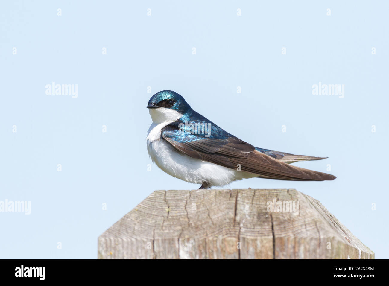 Tree swallow in Vancouver BC Canada Stock Photo - Alamy