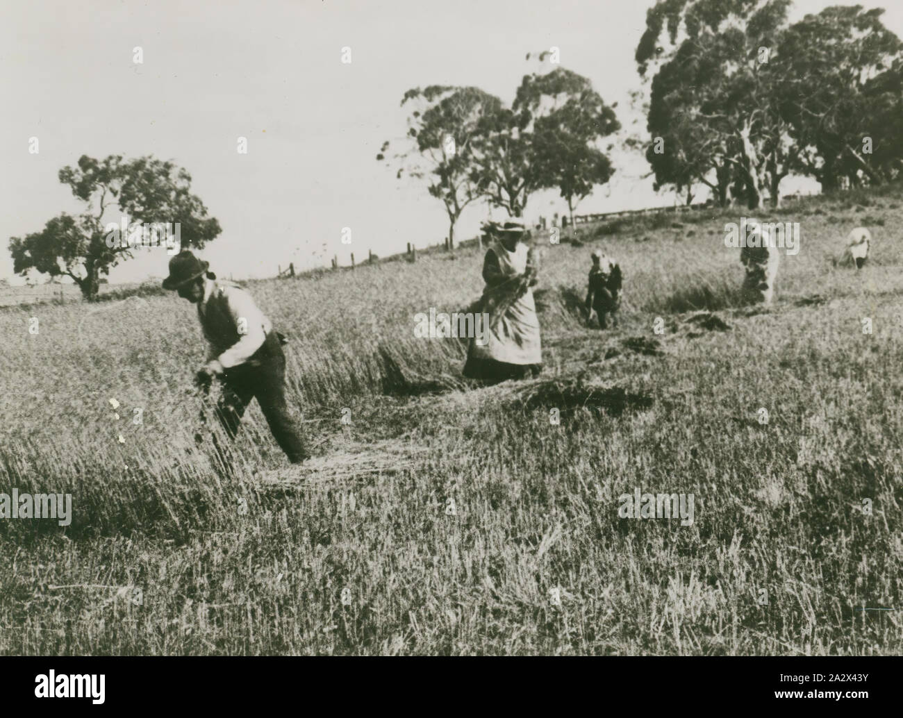 Photograph - Manual Hay Making, circa 1870, Photograph of men and women ...