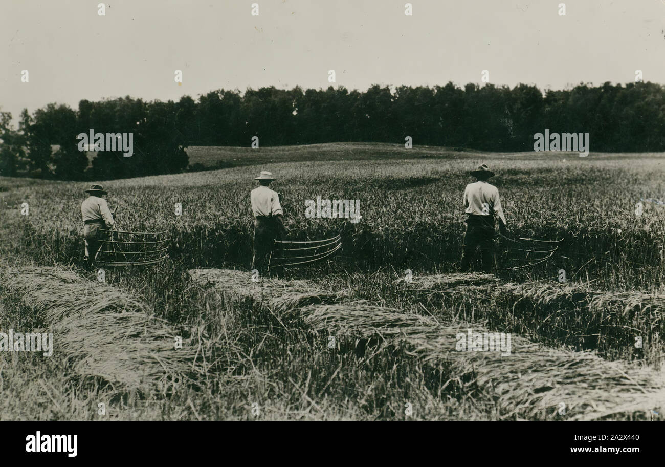 Photograph - Manual hay making, circa 1890, Photograph of men making ...