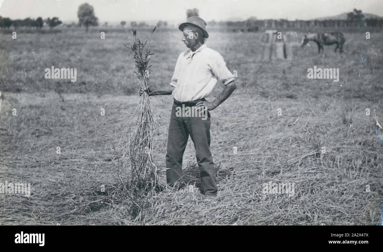 Photograph - Mr Perrett, 1916, Photograph of Mr Perrett. a collection ...