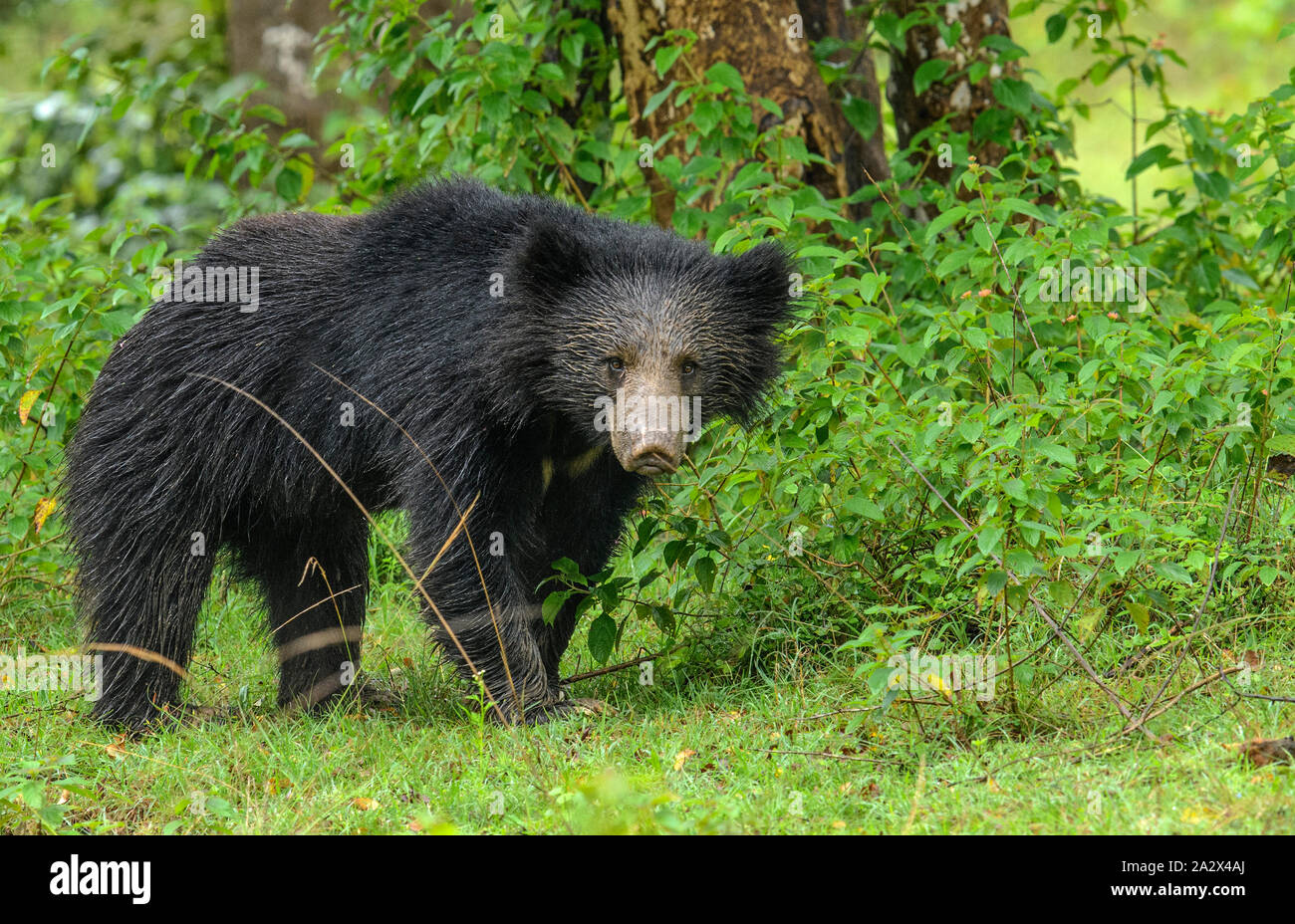 Big sloth tree hi-res stock photography and images - Alamy