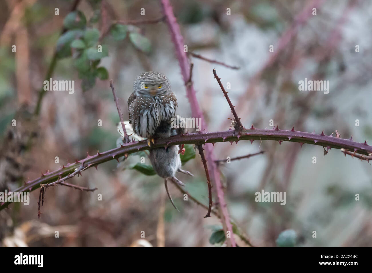 Northern pygmy owl, coquitlam BC Canada Stock Photo - Alamy