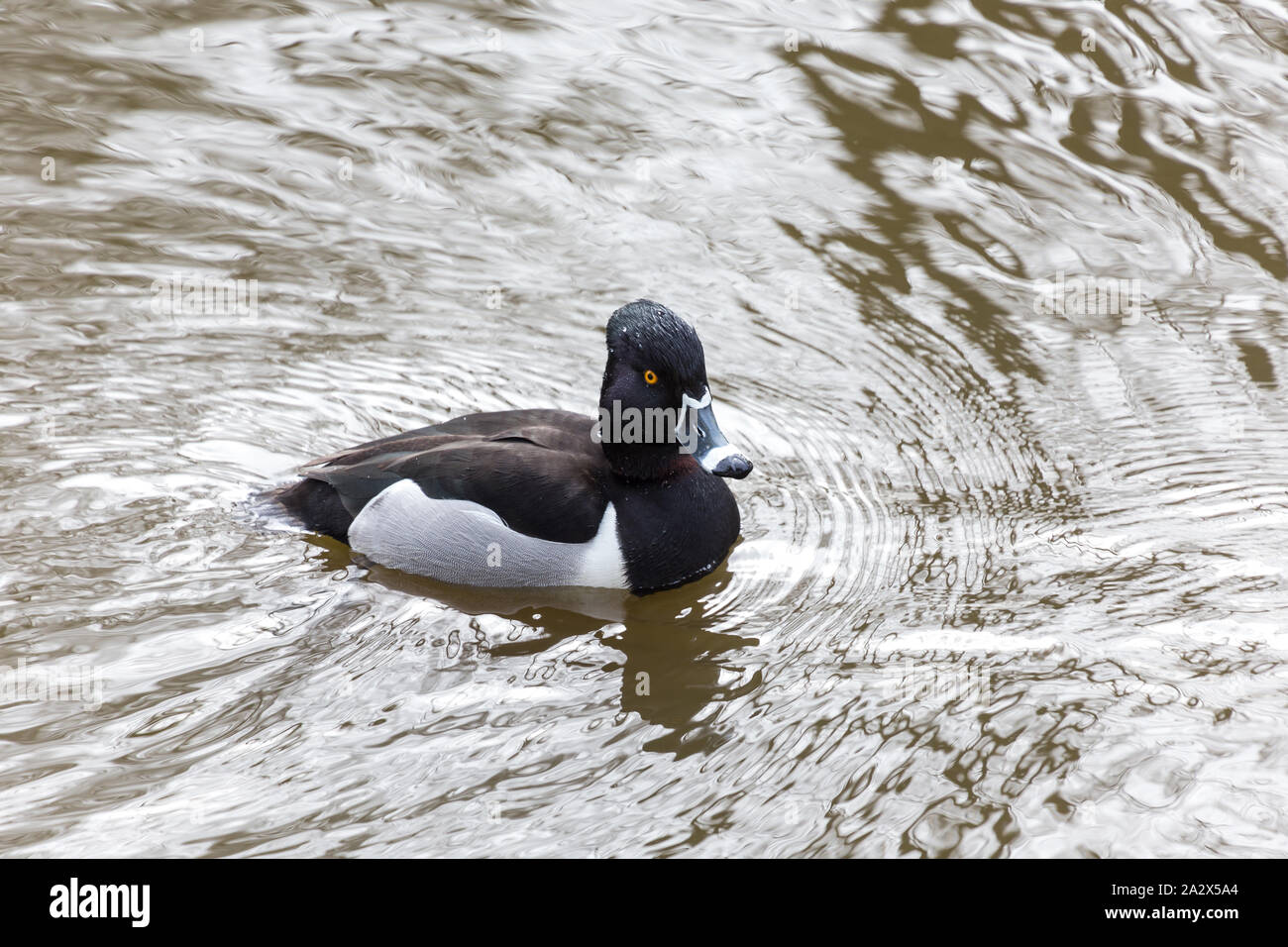 male Ring necked Duck at Delta BC Canada Stock Photo - Alamy