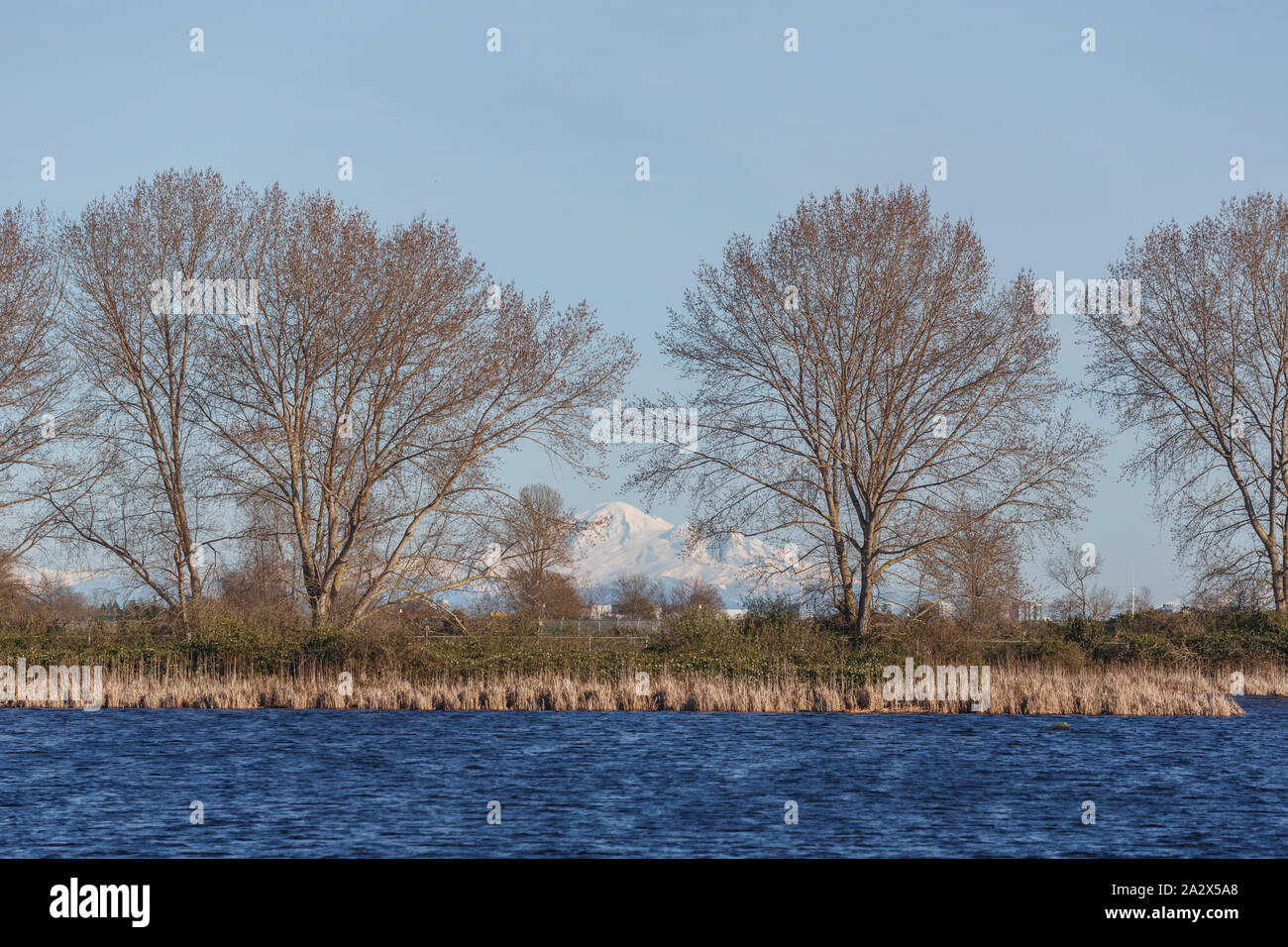 pound and tree with Mt. Baker on background, in vancouver Canada Stock ...