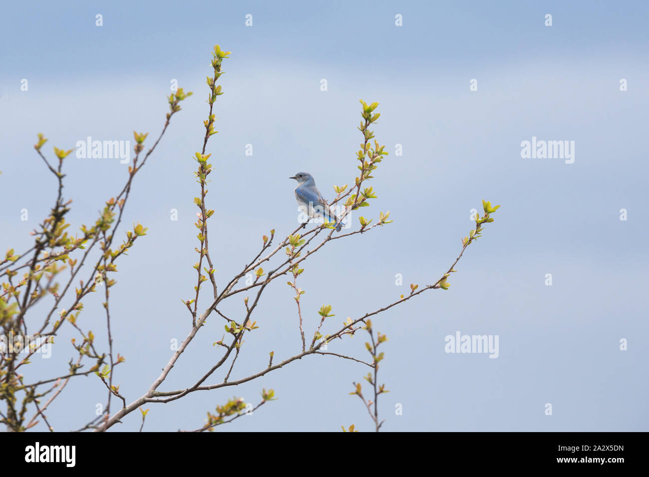 Male Mountain Bluebird in Richmond BC Canada Stock Photo - Alamy