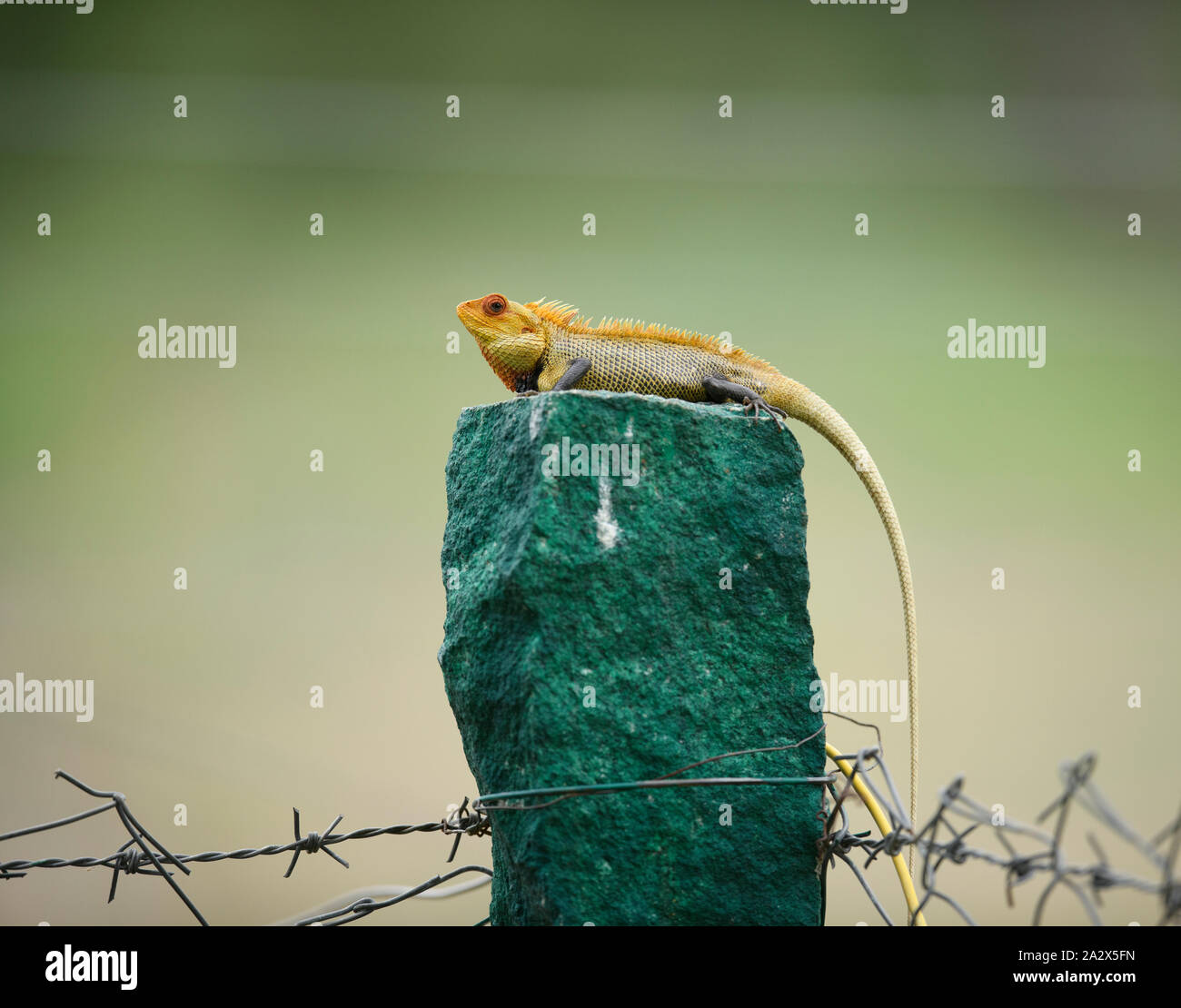 Lizard skin south east asia hi-res stock photography and images - Alamy