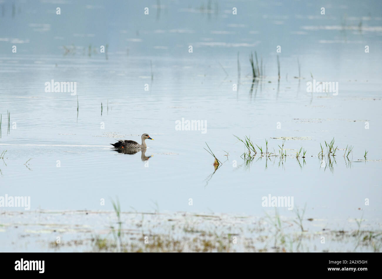 Indian spot-billed duck is a large dabbling duck. it is a non-migratory ...