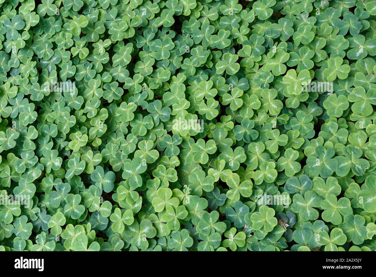 Green clover leaves close hi-res stock photography and images - Alamy