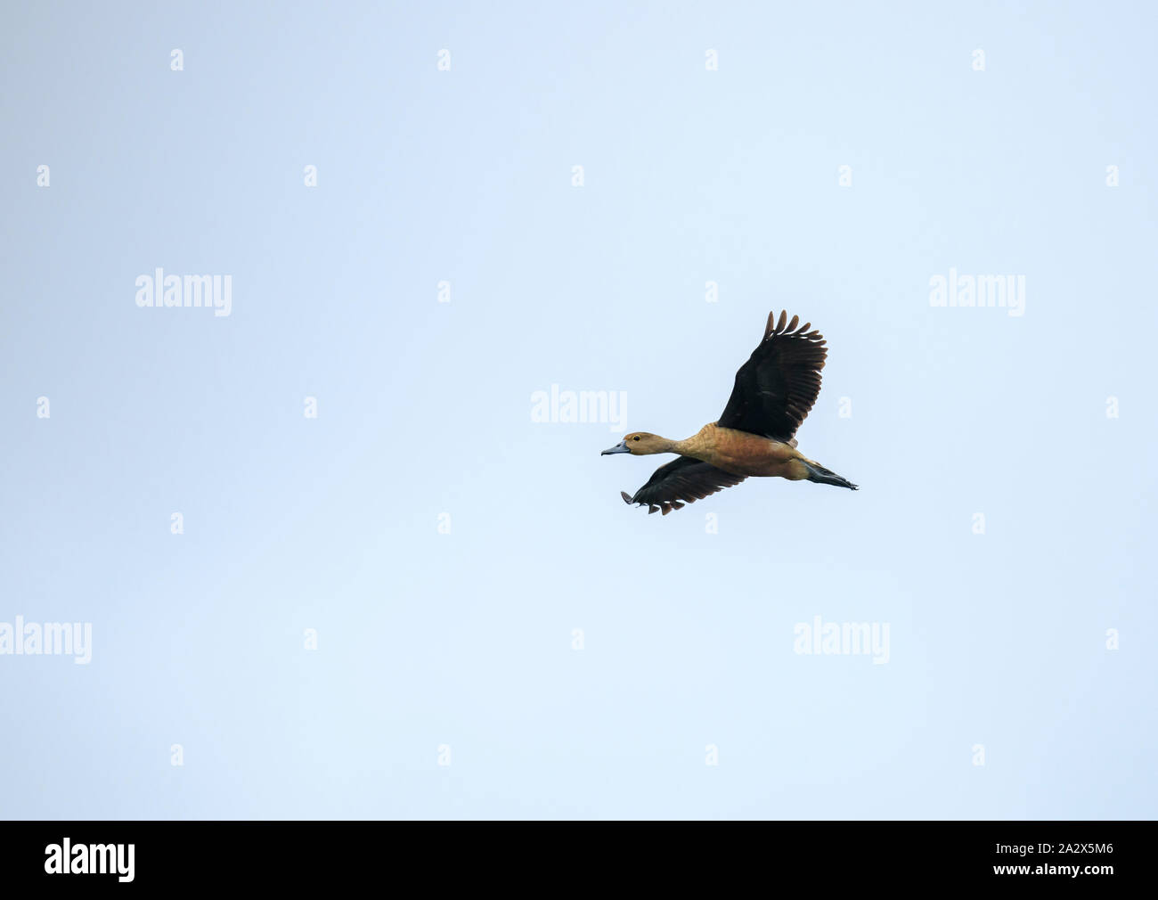 Flying Duck In Kerala