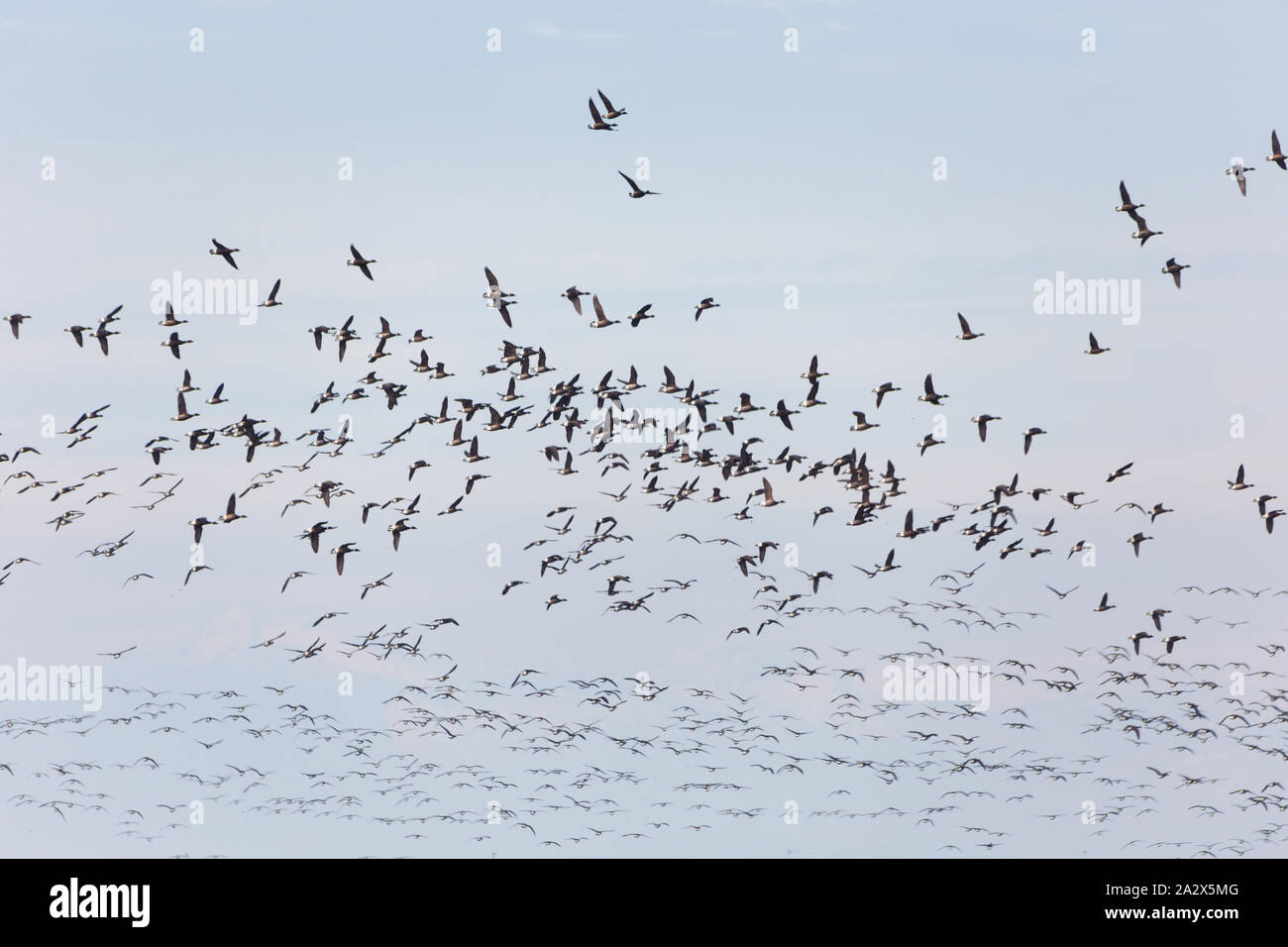 Flock of brants hi-res stock photography and images - Alamy