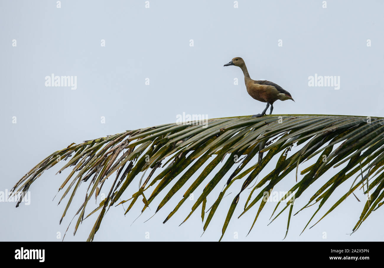 Flying Duck In Kerala