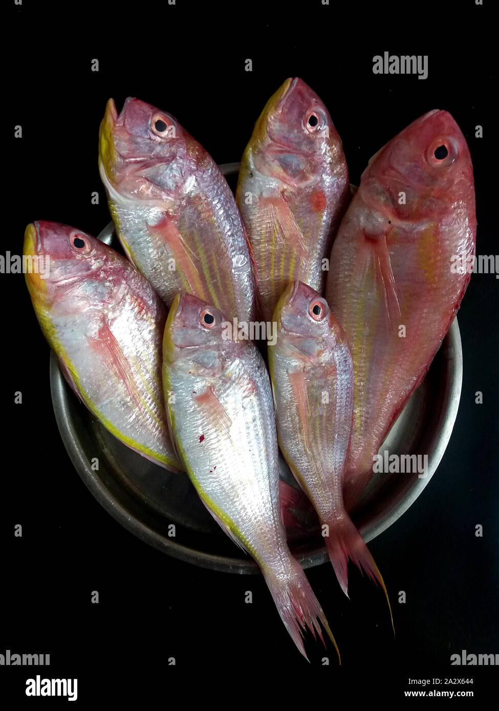 Rani fish hi-res stock photography and images - Alamy