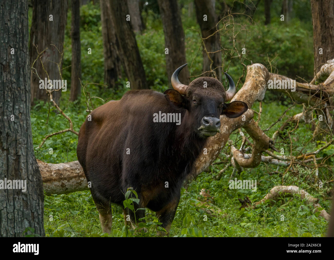 The gaur, also called the Indian bison, is the largest extant bovine ...