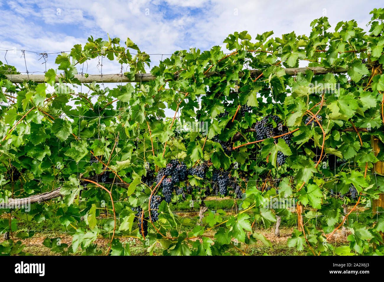Grapes on vine, Ruby Blues Winery, Naramata Bench, Okanagan Valley ...
