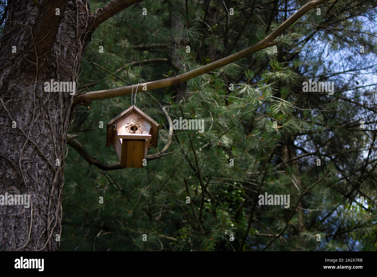 Birdhouse hanging in a tree Stock Photo - Alamy