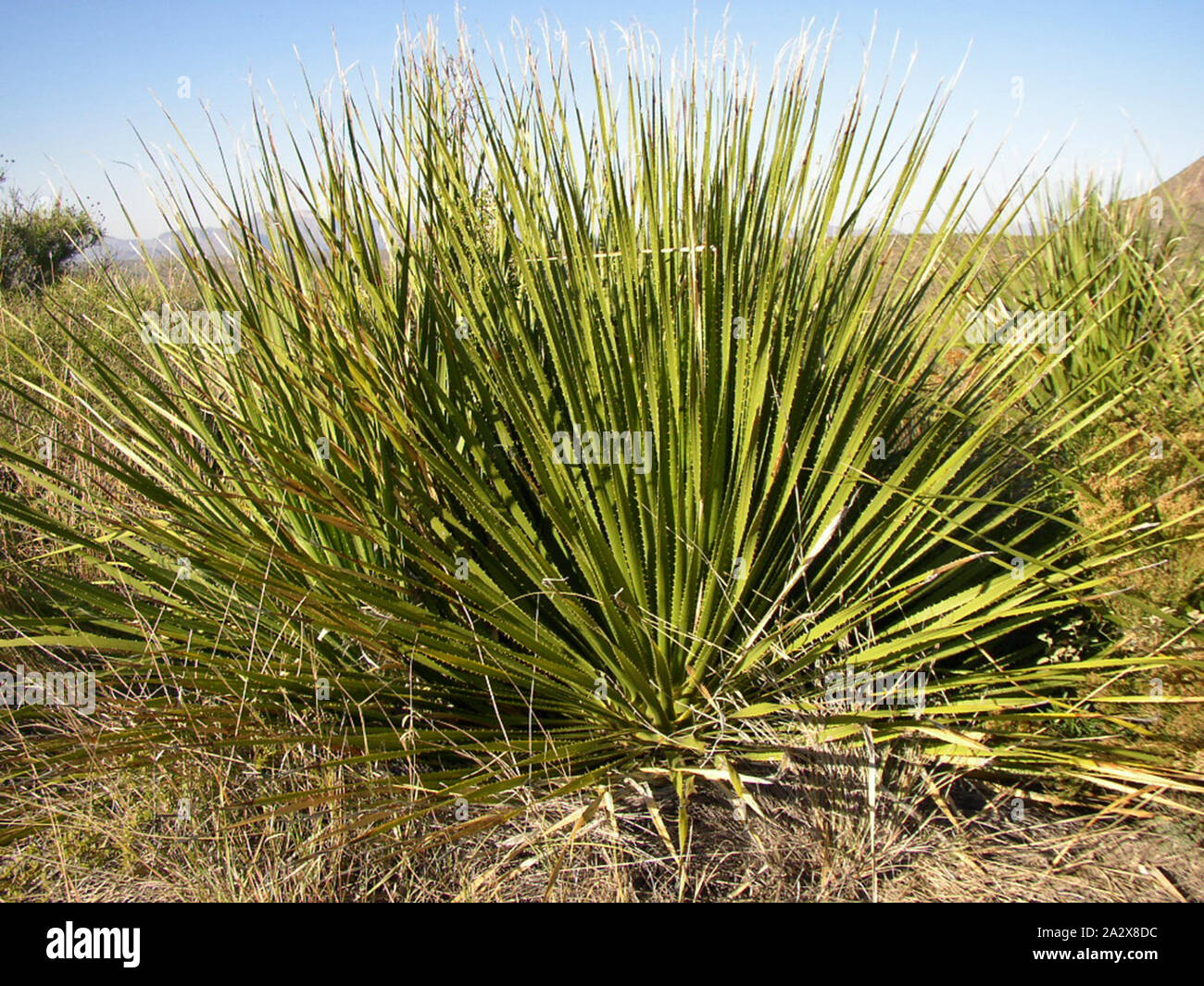 Sotol Plant, Sotol Vista, Big Bend National Park, Texas Stock Photo - Alamy