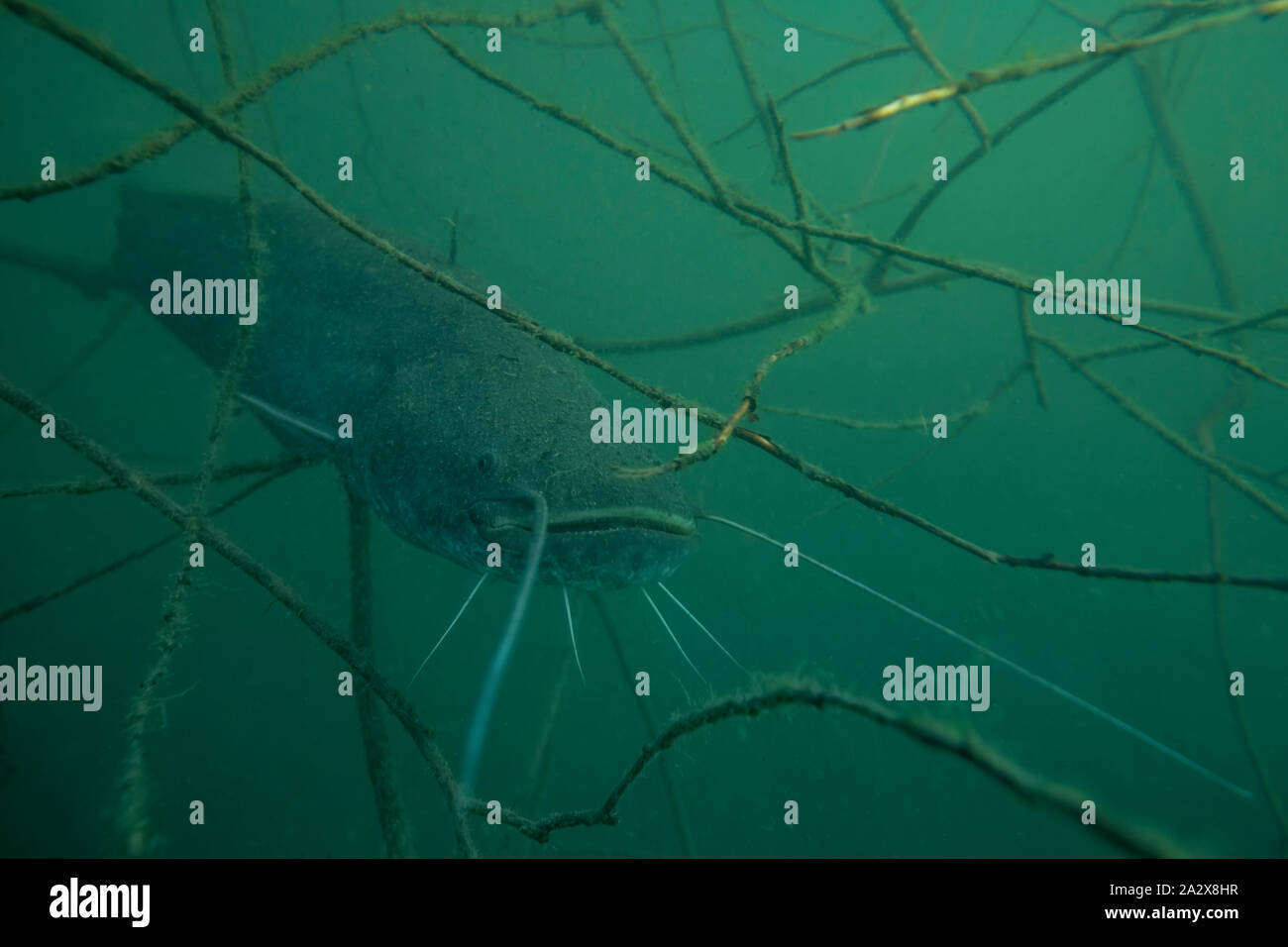 Adventurous picture of European catfish in nature habitat. Huge water ...