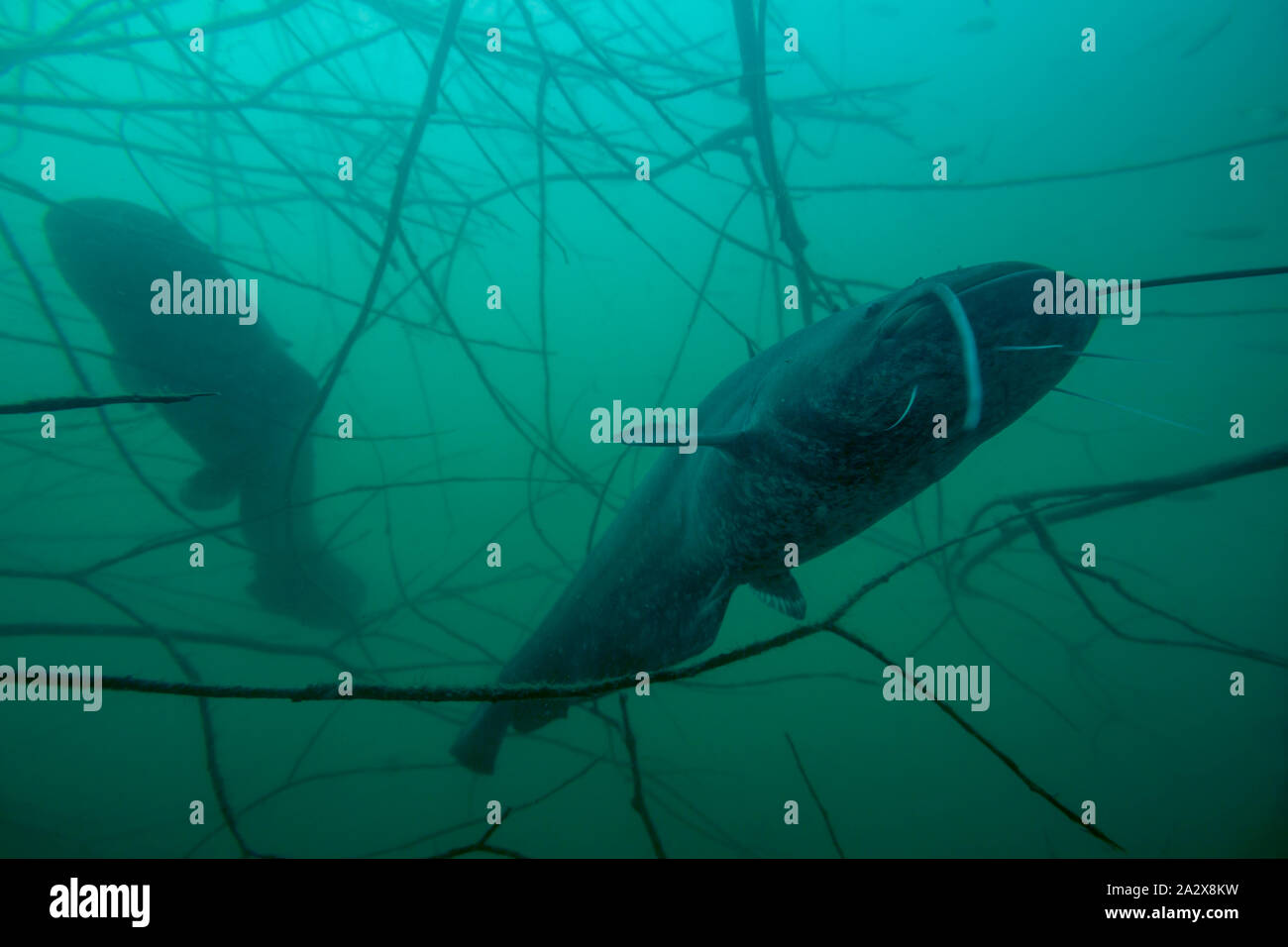 Adventurous picture of European catfish pair in nature habitat. Huge ...