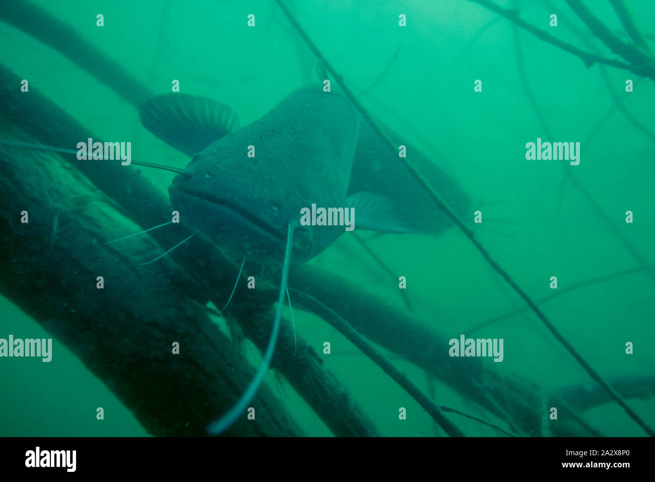 Adventurous picture of European catfish in nature habitat. Huge water ...