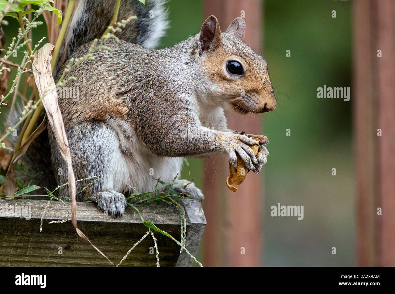 Nut catcher hi-res stock photography and images - Alamy