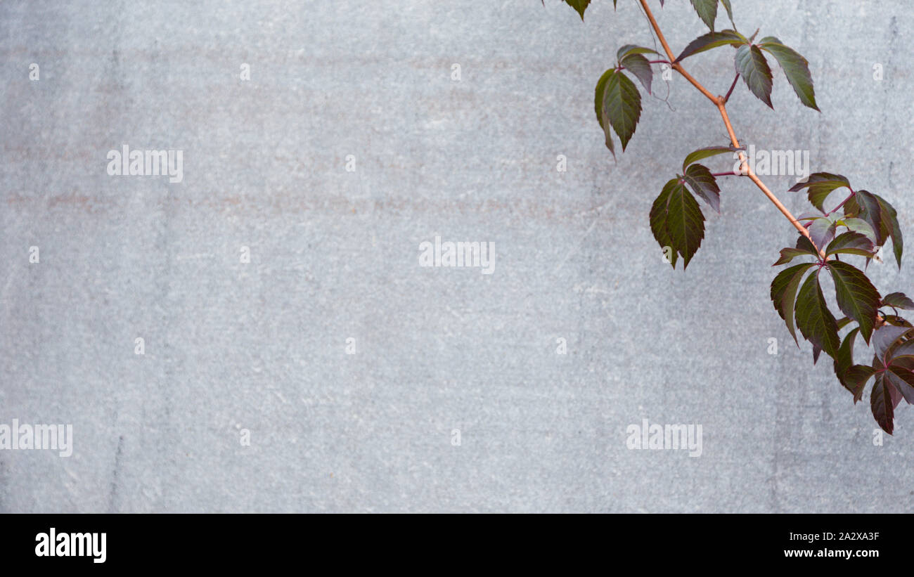 Autumn or fall Leaves On A Gray Background. Texture Subtext with copy ...