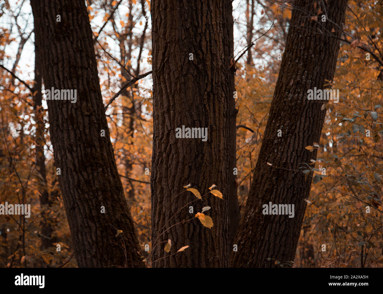 Original ecology season scenery in autumn hi-res stock photography and ...