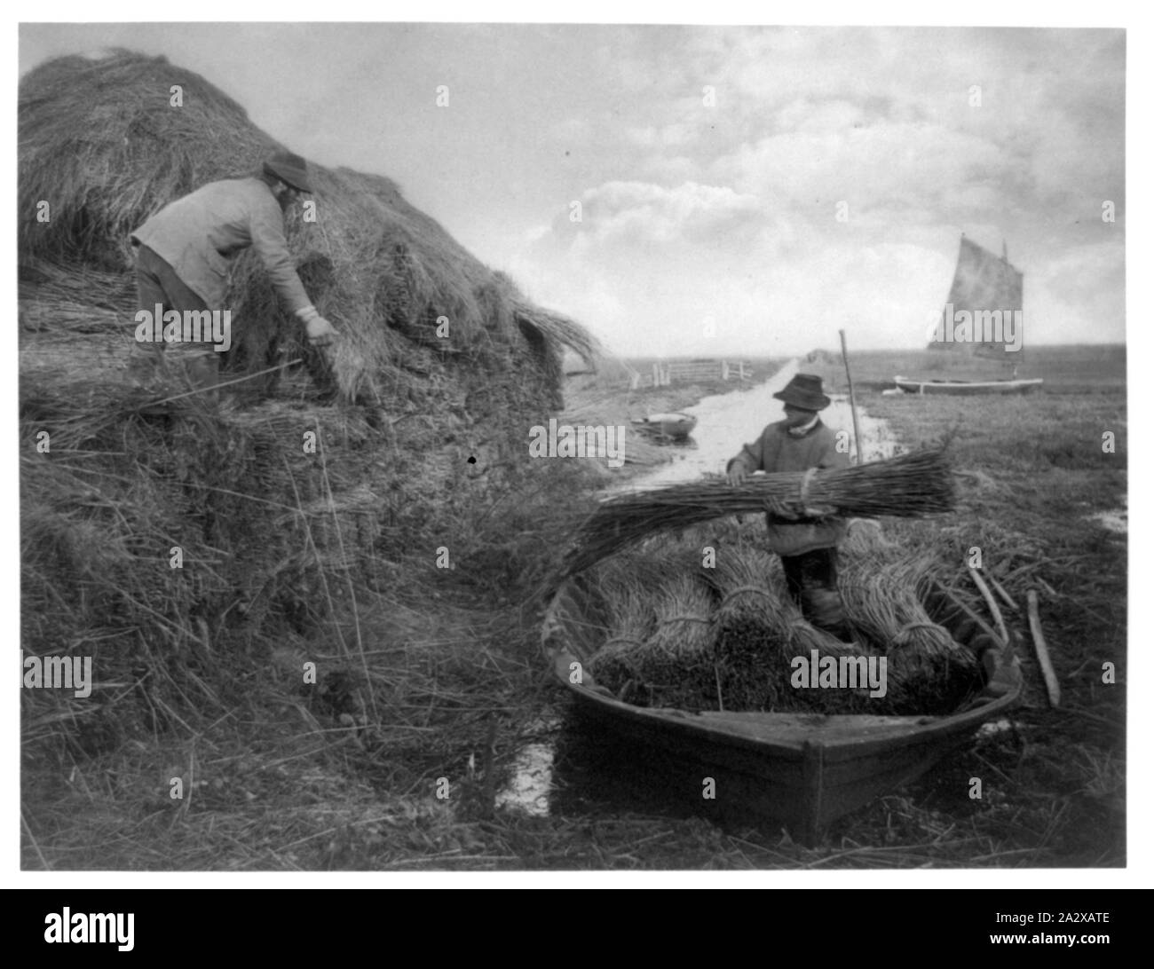 Ricking the reed Stock Photo - Alamy