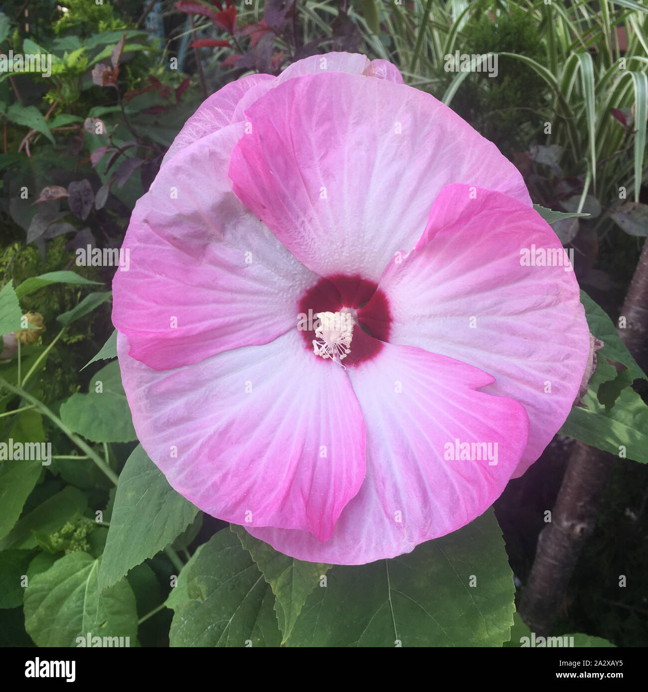 Hibiscus flower, mallow family Stock Photo - Alamy