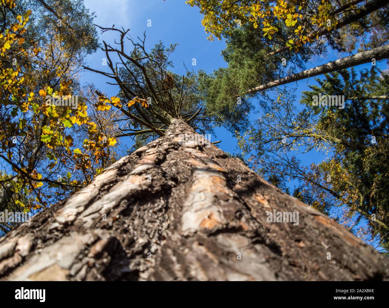 Far tree hi-res stock photography and images - Alamy