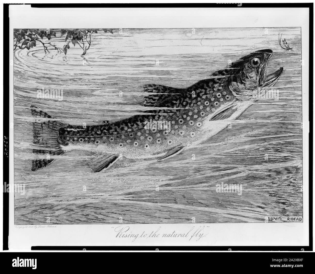 Louis rhead hi-res stock photography and images - Alamy