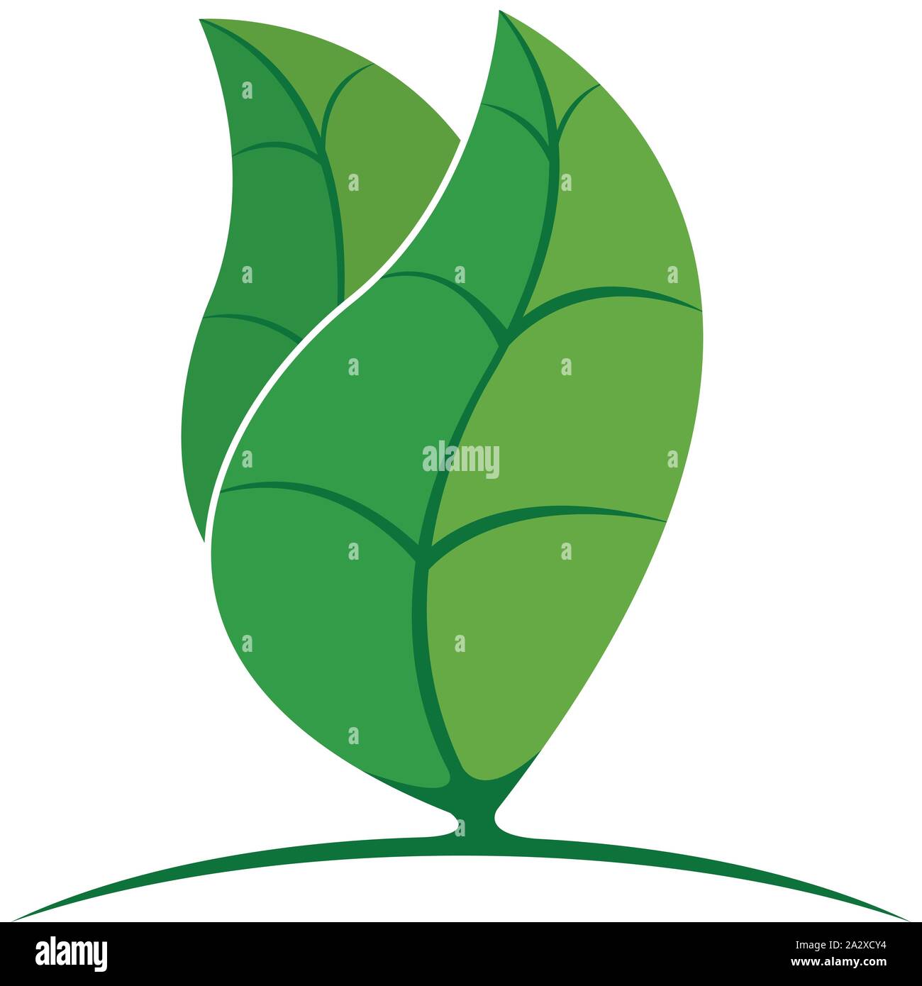 Two abstract leaves of a green tree on white background. Vector image ...