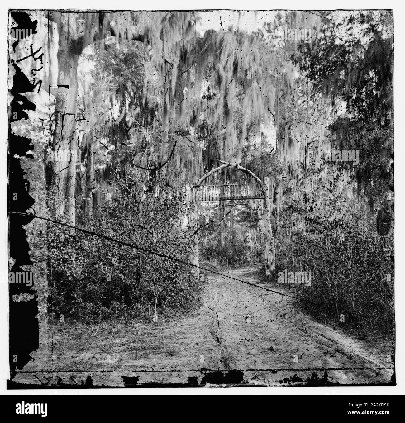 Moss habitat Black and White Stock Photos & Images - Alamy