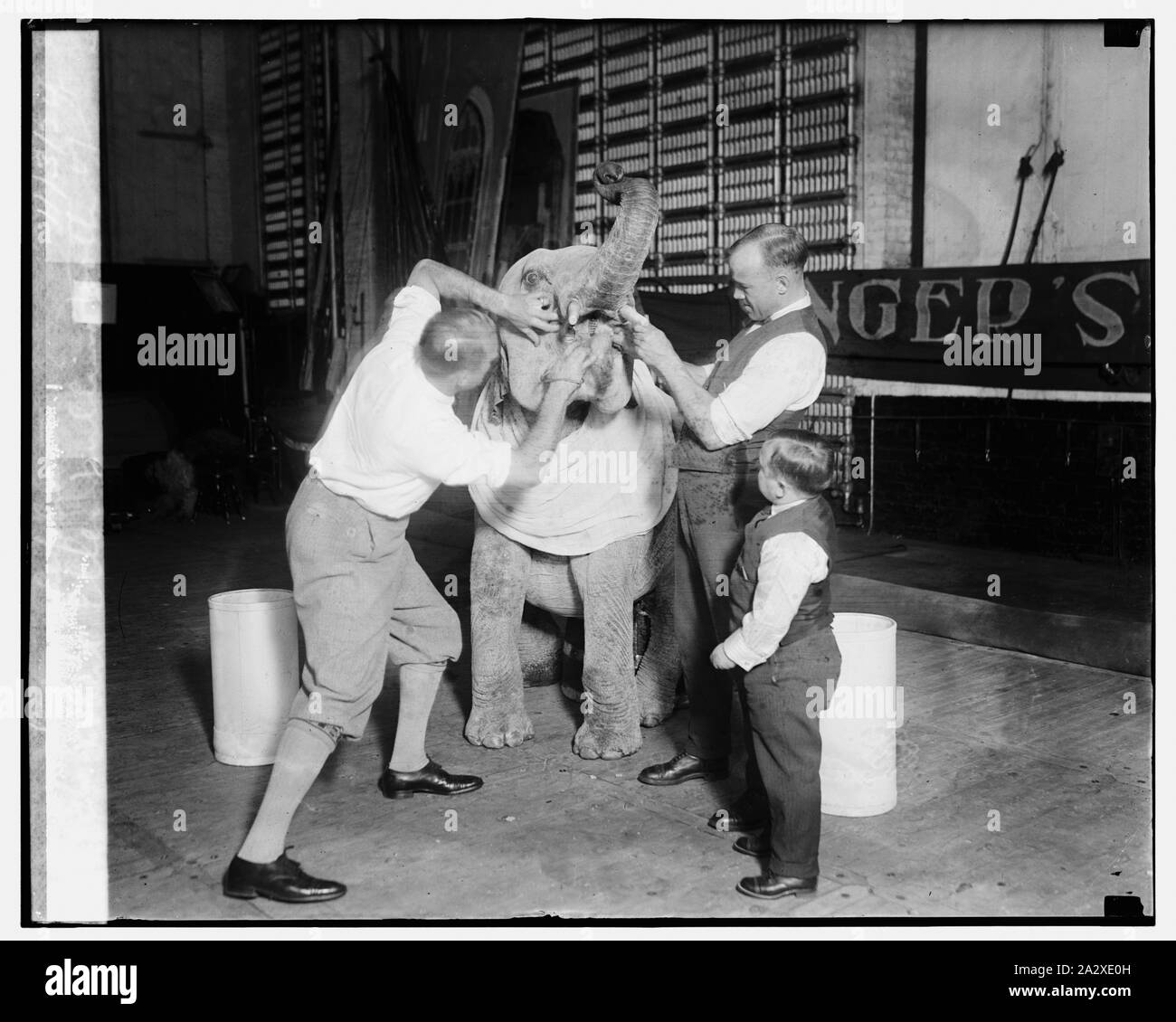 Robert Ellen pulling tooth of baby elephant, 11/3/24 Stock Photo - Alamy