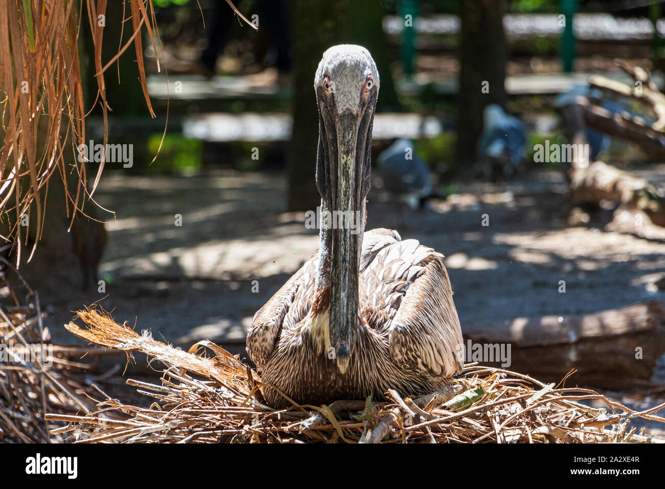 Brown pelican (Pelecanus occidentalis) sitting on nest, front view ...