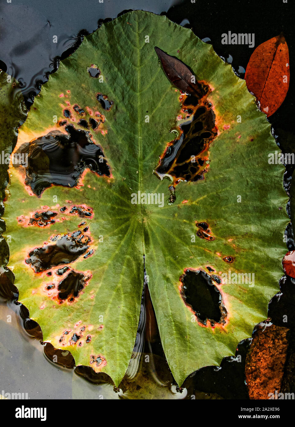Pond leaves hi-res stock photography and images - Alamy