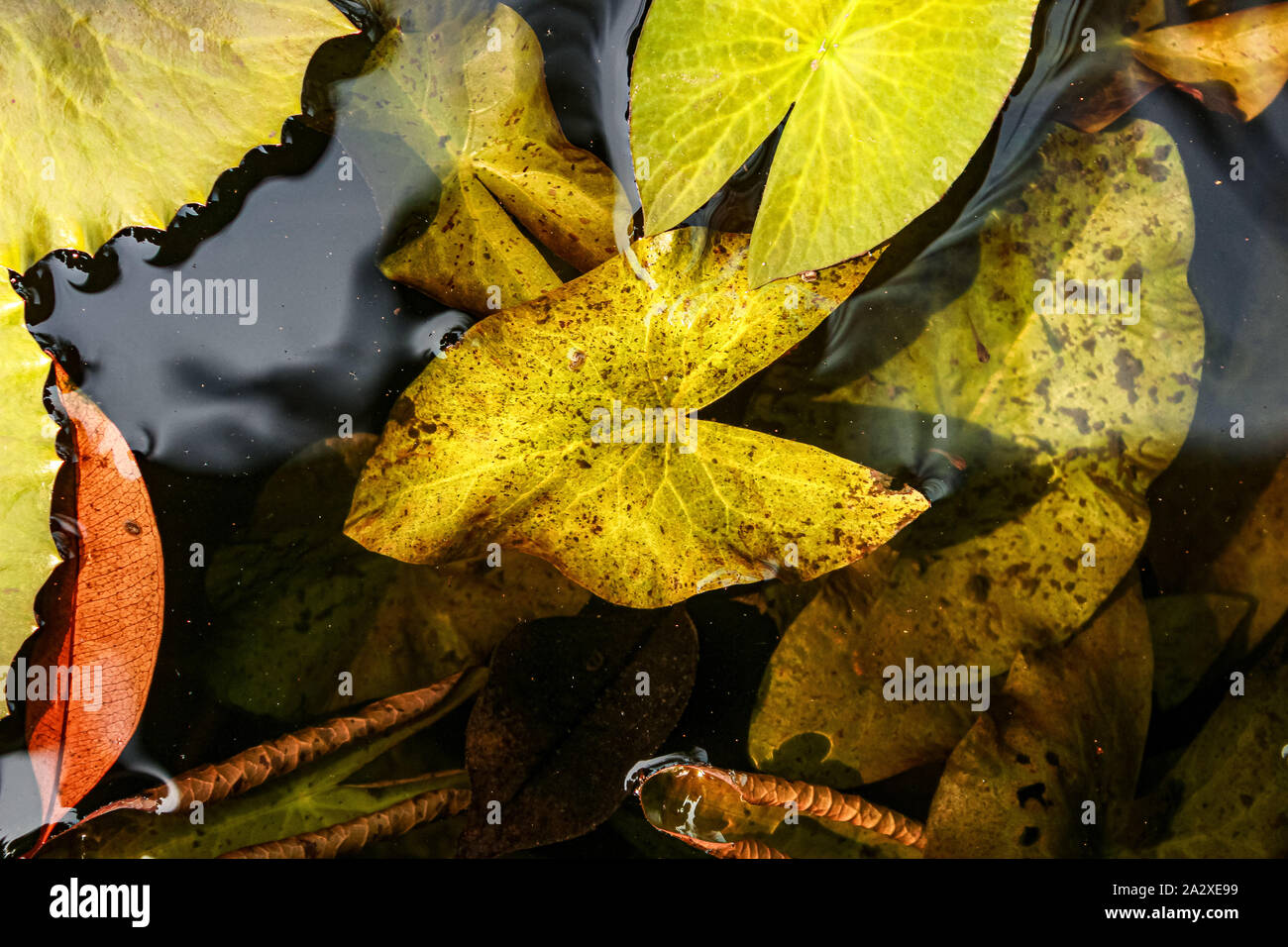 Pond leaves hi-res stock photography and images - Alamy