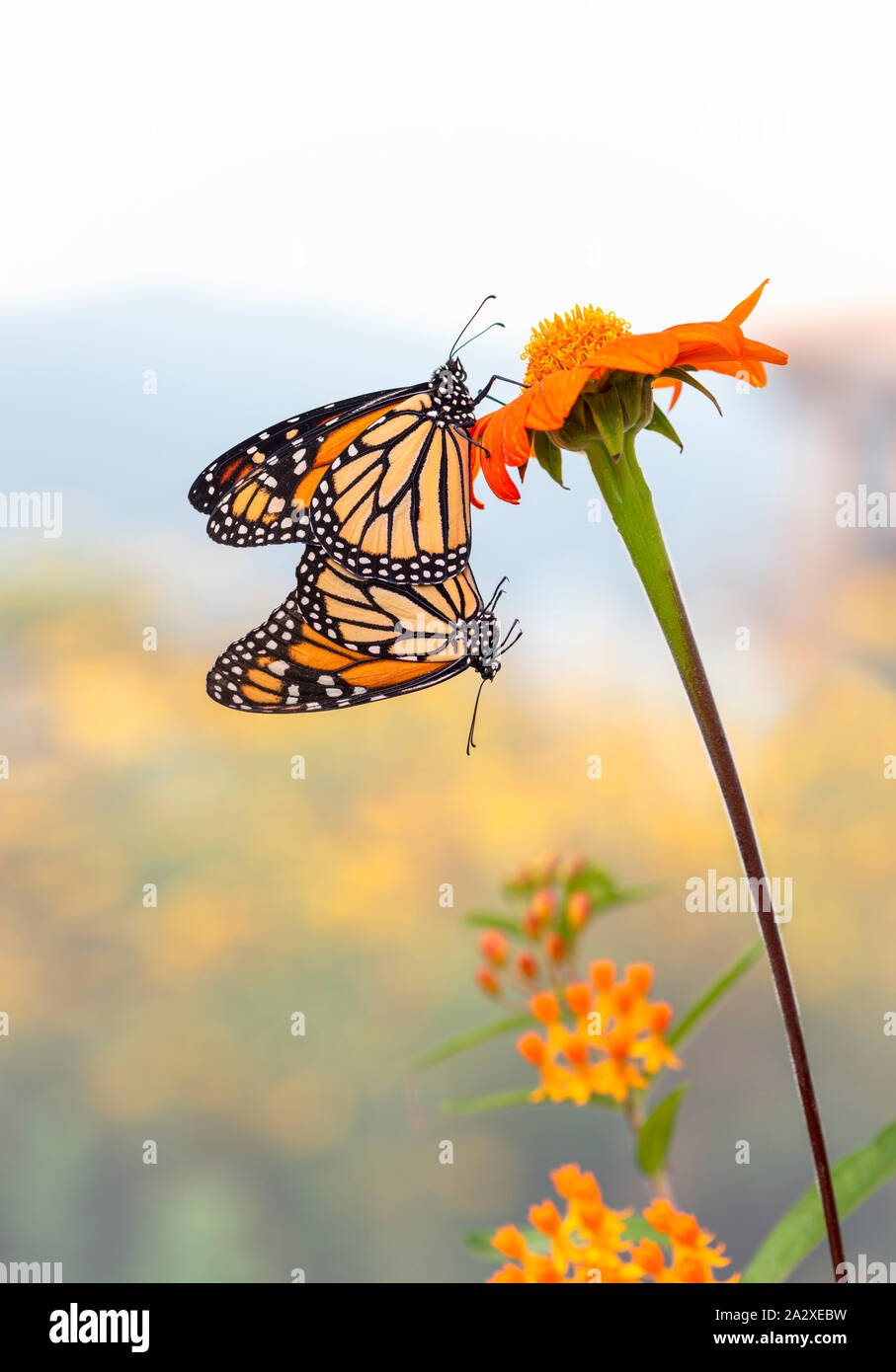 Pair (2) of monarch butterflies hi-res stock photography and images - Alamy