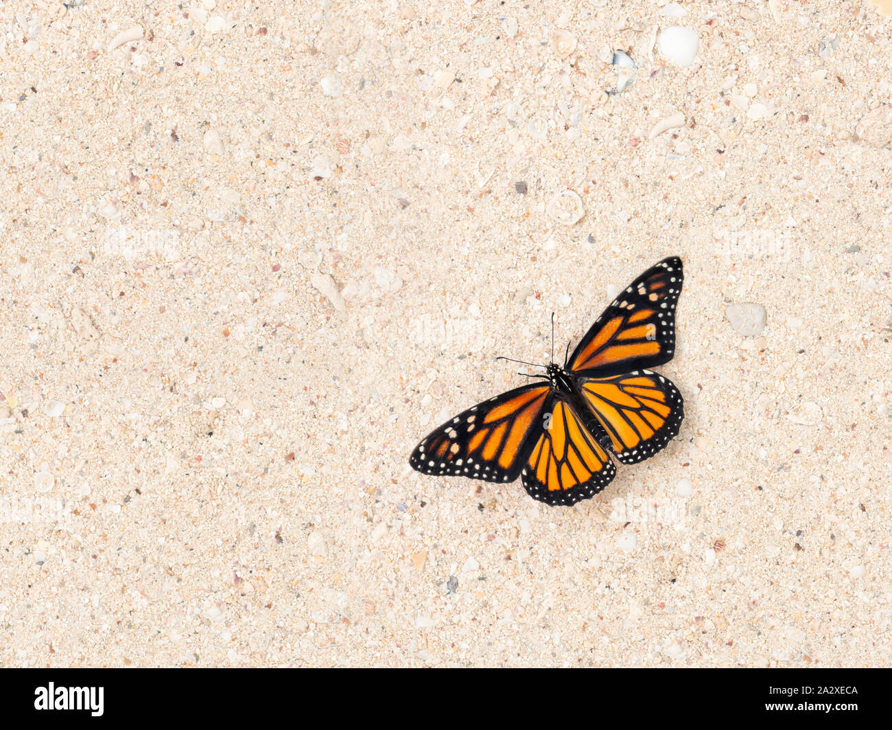 Butterflies resting hi-res stock photography and images - Alamy