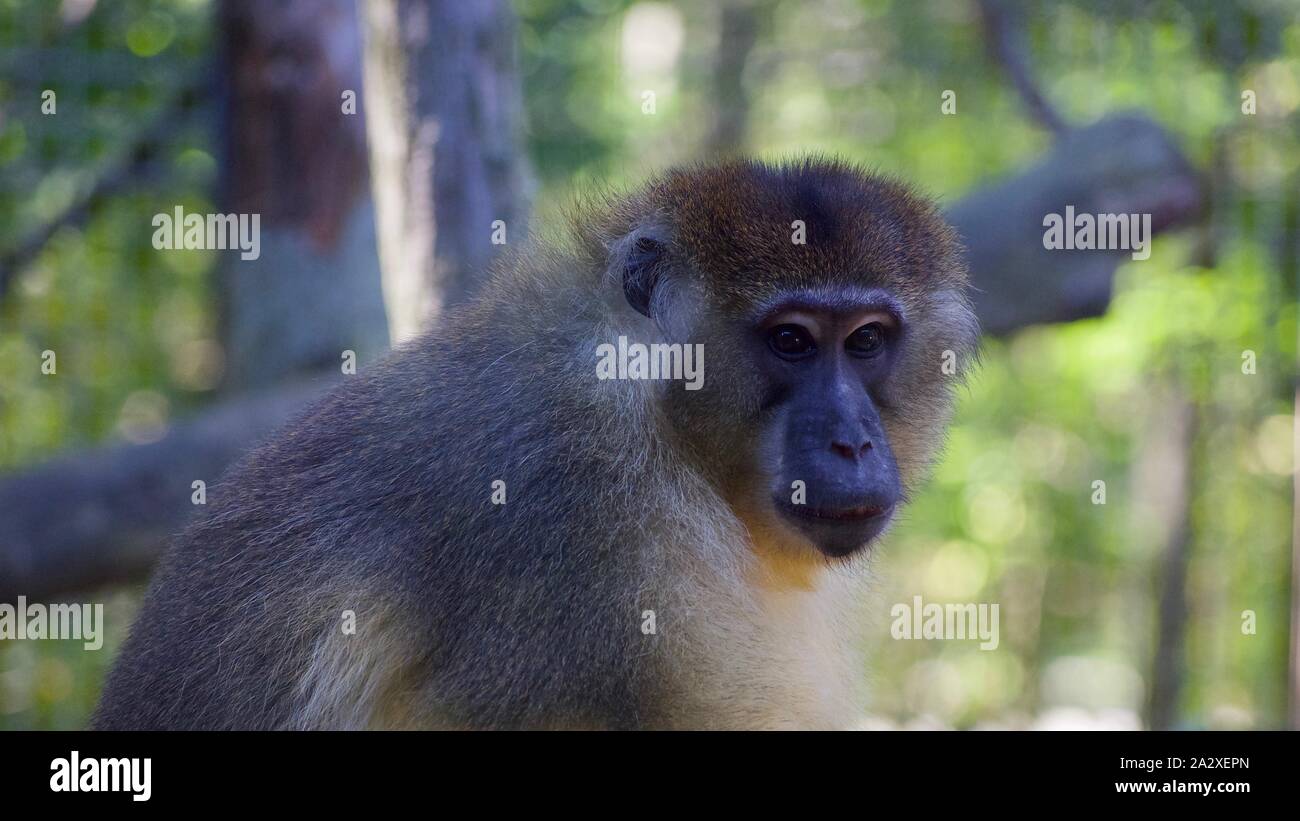 Allen swamp monkey hi-res stock photography and images - Alamy