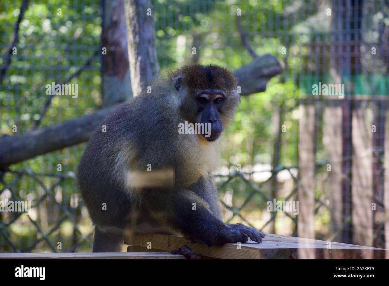 Allen's swamp monkey allenopithecus nigrovirdis in cleveland zoo Stock ...