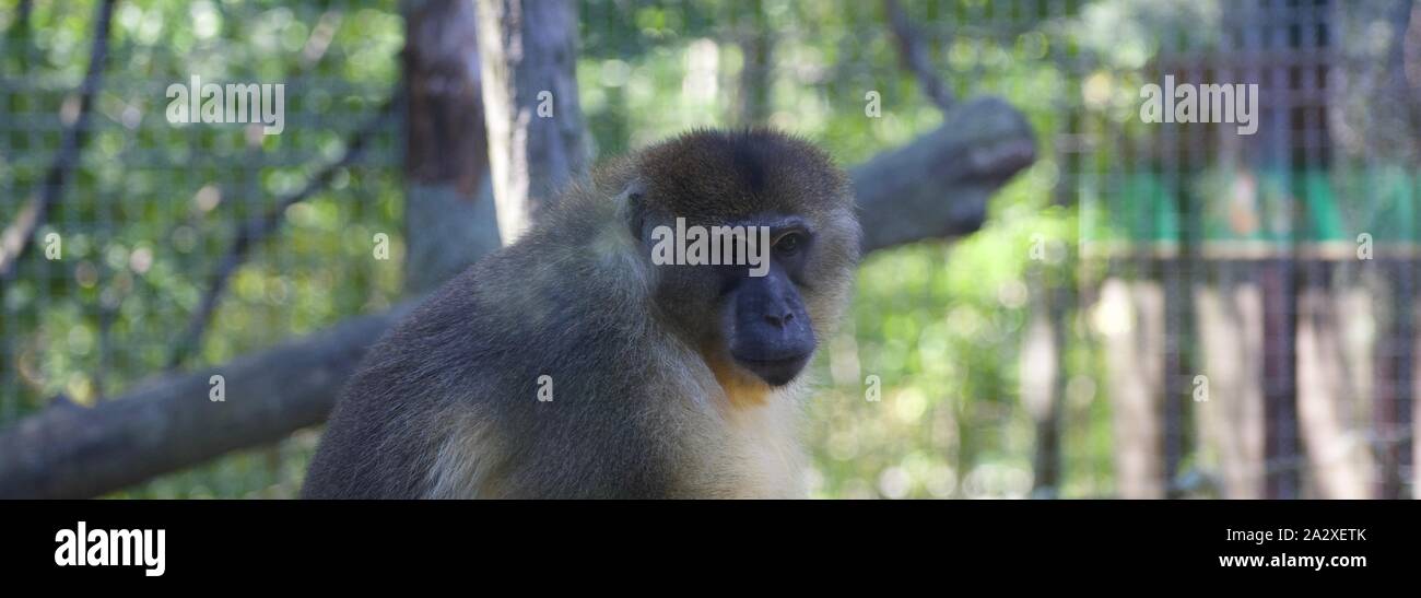 Allen's swamp monkey allenopithecus nigrovirdis in cleveland zoo Stock ...