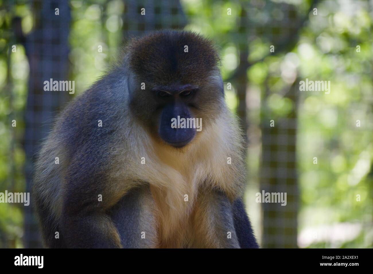 Allen's swamp monkey allenopithecus nigrovirdis in cleveland zoo Stock ...