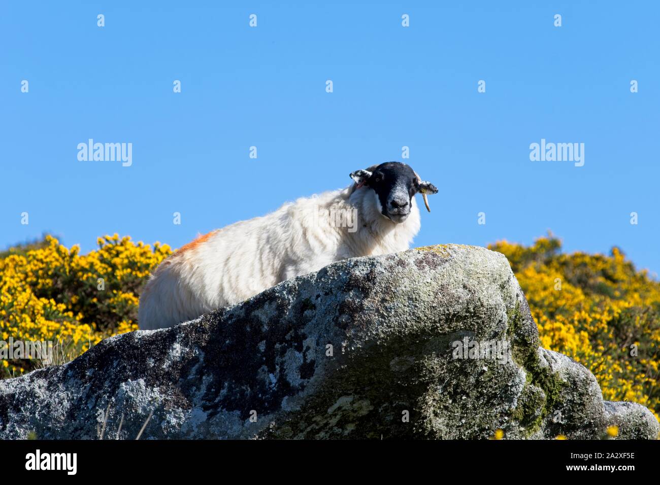 Sheep on Rock Stock Photo - Alamy