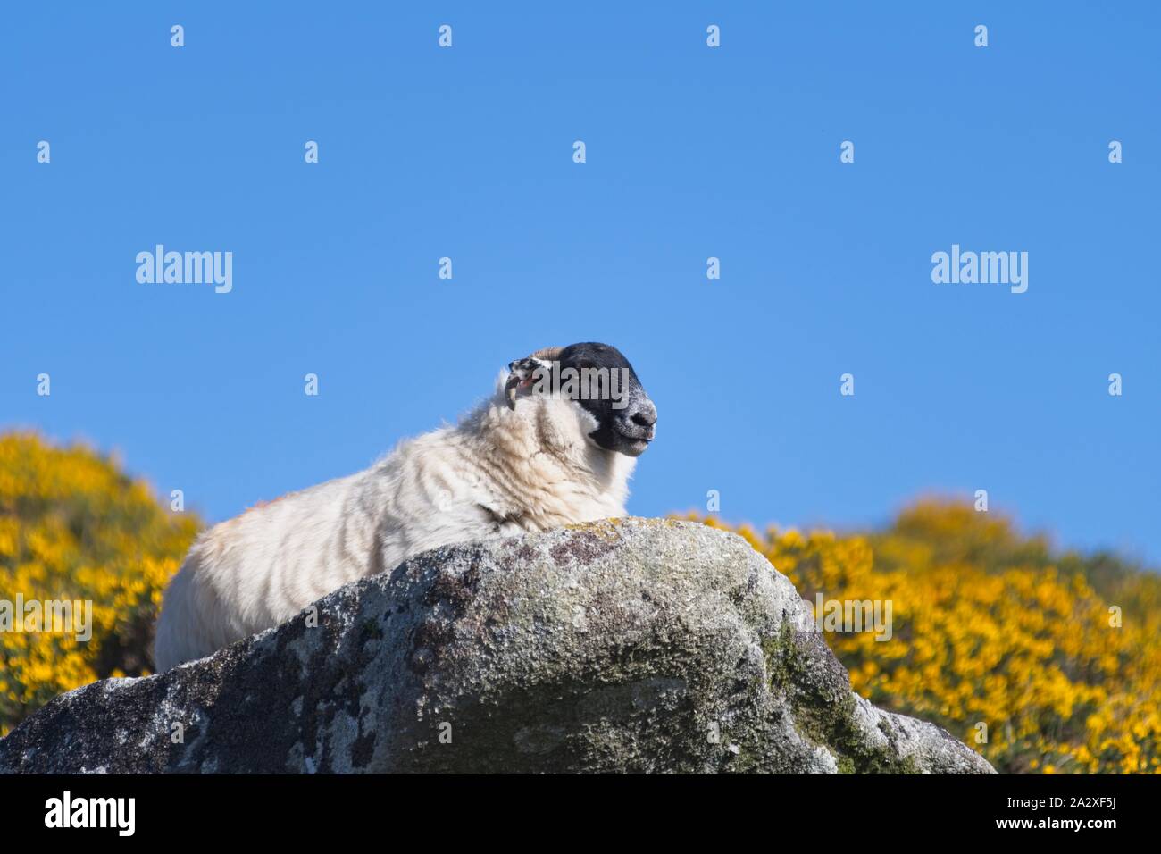 Sheep on Rock Stock Photo - Alamy