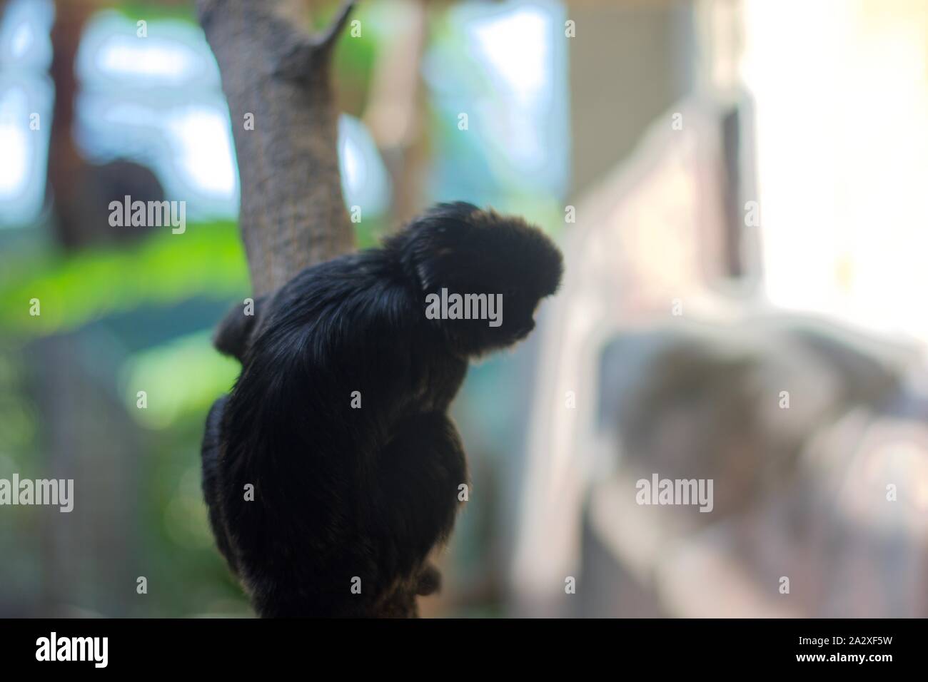 Goeldi's monkey pearched on tree branch ready to jump. Callimico goeldi ...