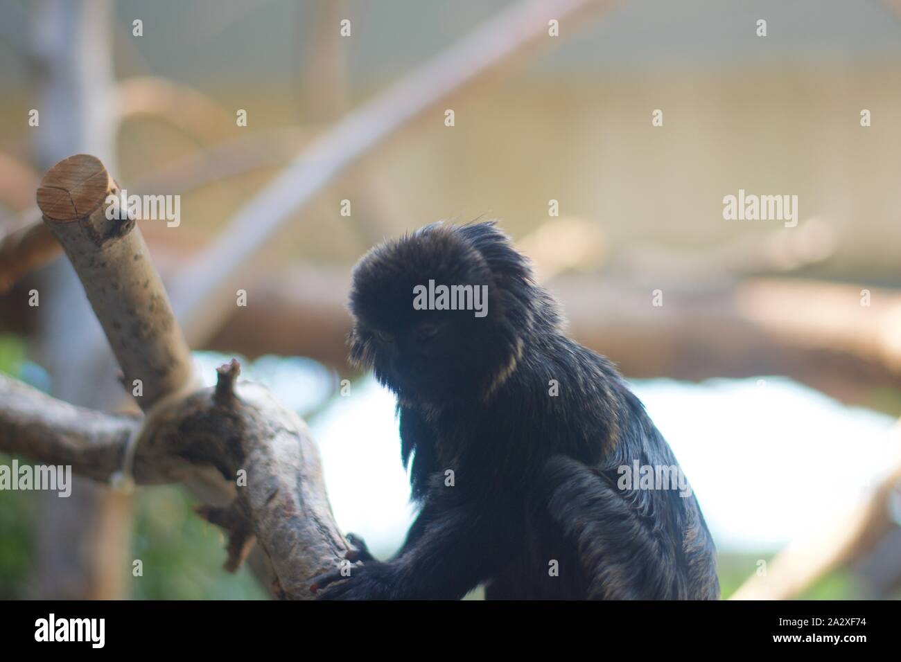 Goeldi's monkey pearched on tree branch ready to jump. Callimico goeldi ...