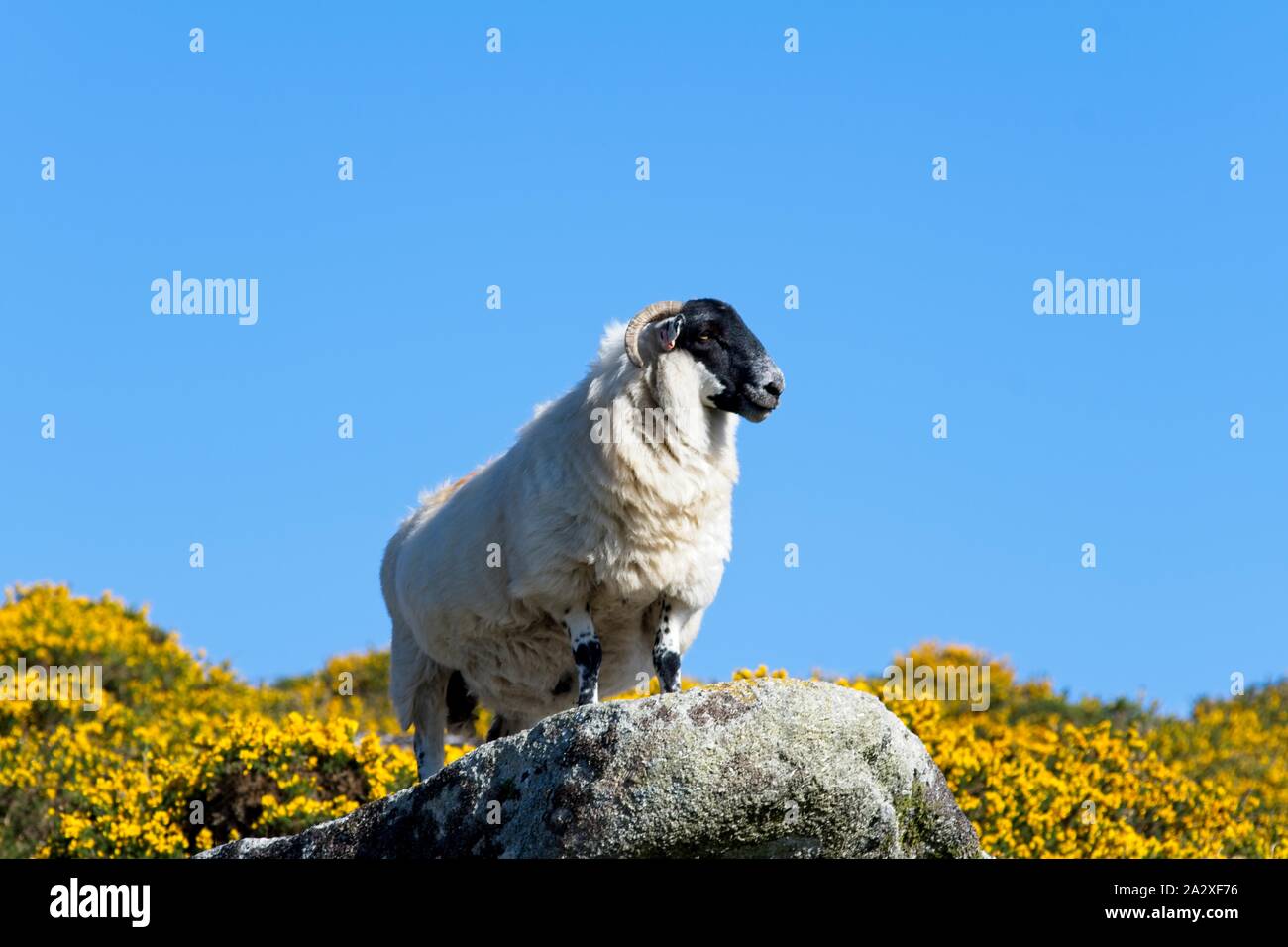 Majestic sheep hi-res stock photography and images - Alamy